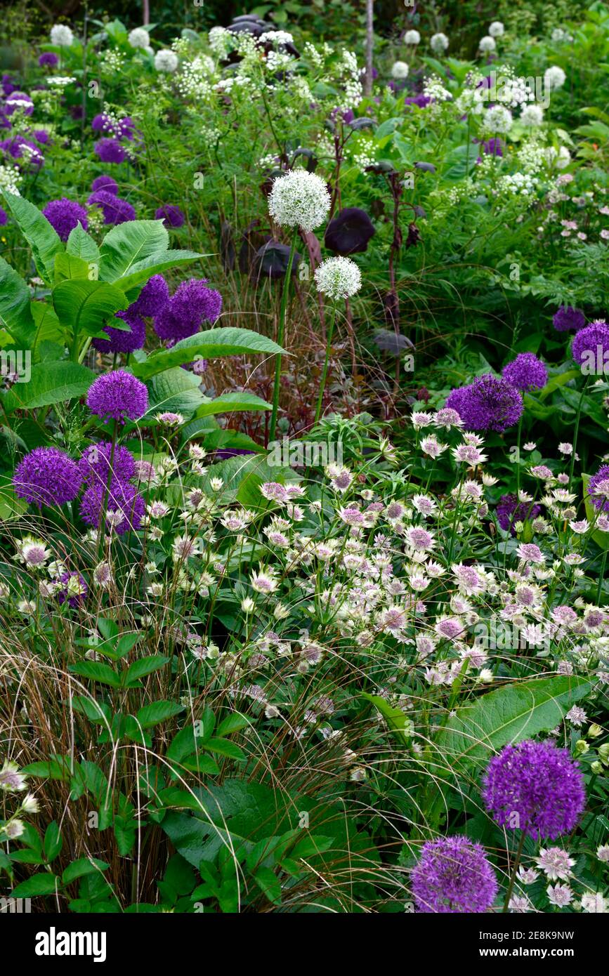 Allium mount everest,allium purple sensation,white and purple alliums ...
