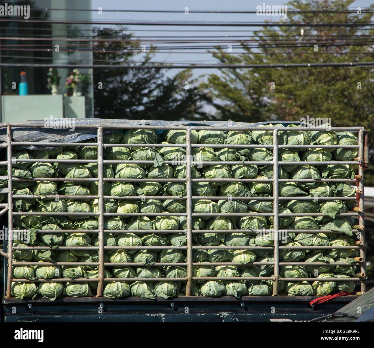Cabbage on the Pick up truck Stock Photo - Alamy