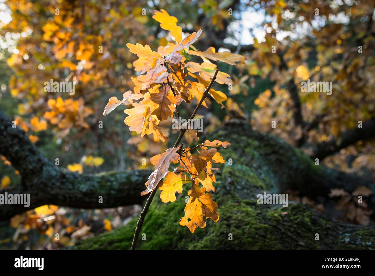 Autumn leaves on a fallen oak tree in Long Wood, Ealing, a local nature ...