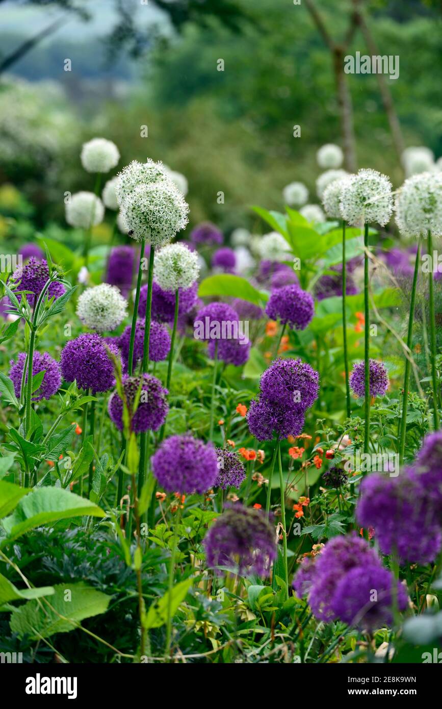 allium purple sensation,allium mount everest,white and purple alliums ...