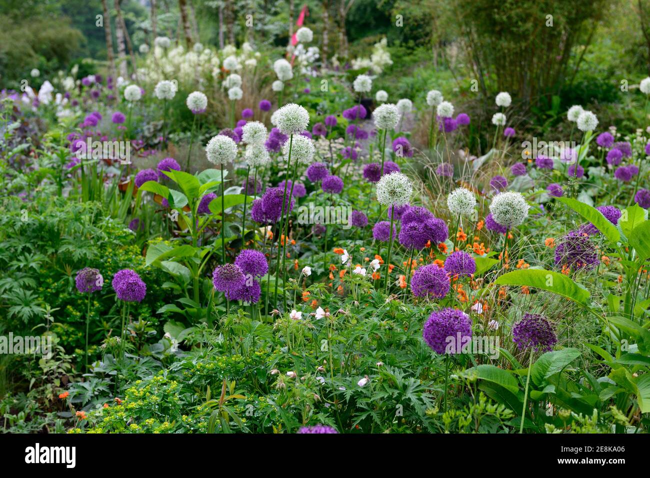 allium purple sensation,allium mount everest,white and purple alliums ...