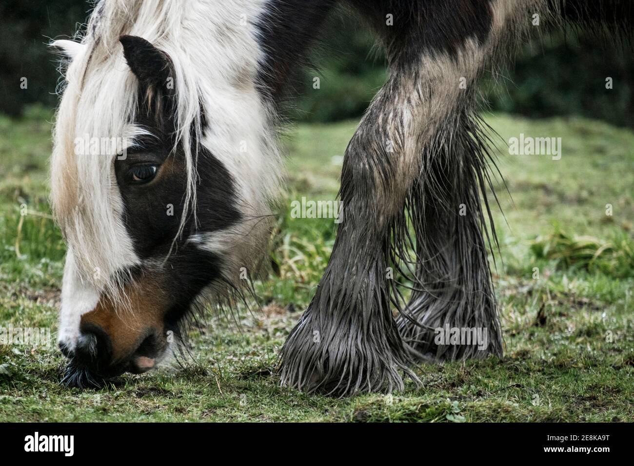Pony in field eating grass Stock Photo - Alamy