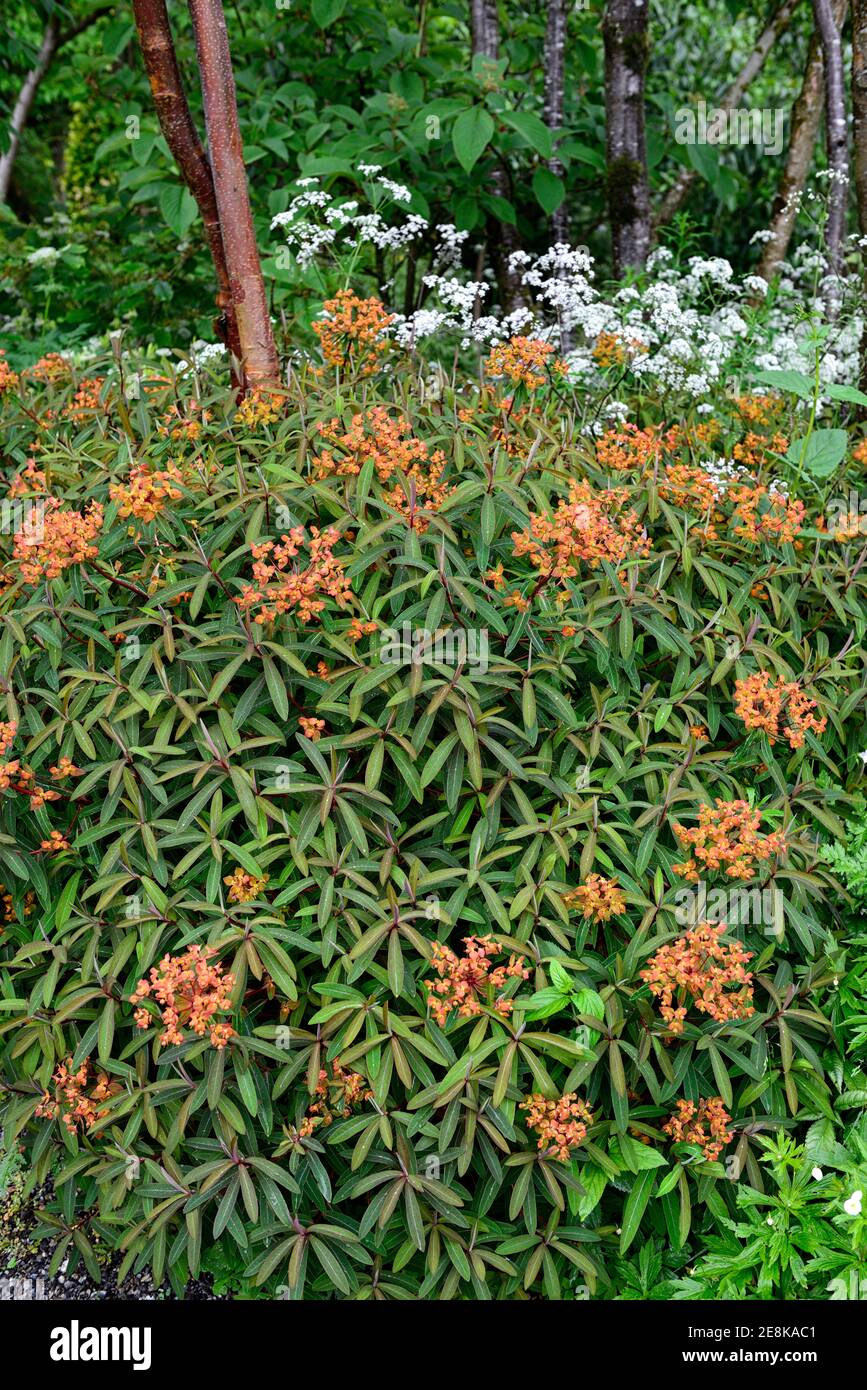 euphorbia griffithii dixter,spring,orange flowers,green leaves, foliage ...