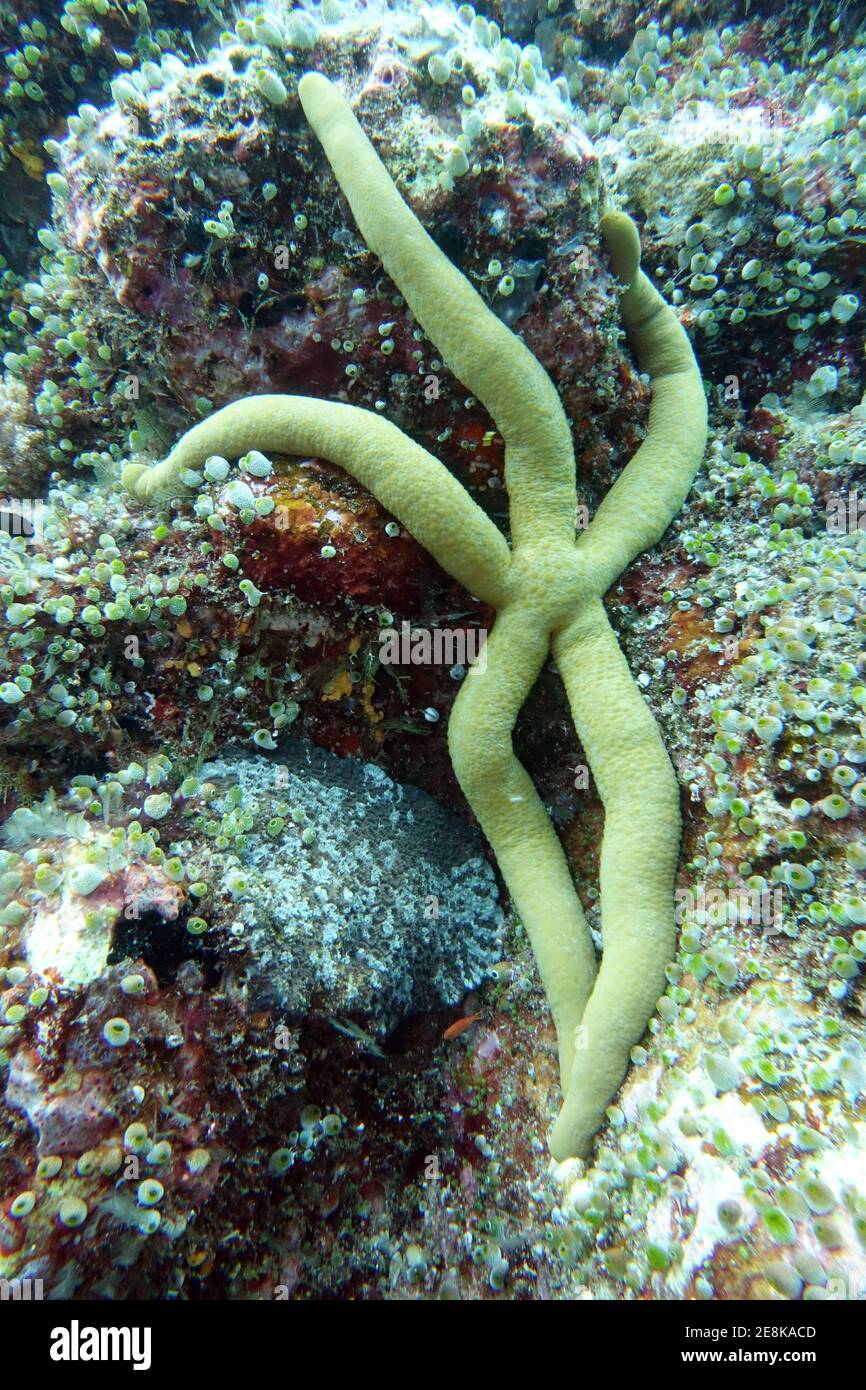 Guilding hi-res stock photography and images - Alamy