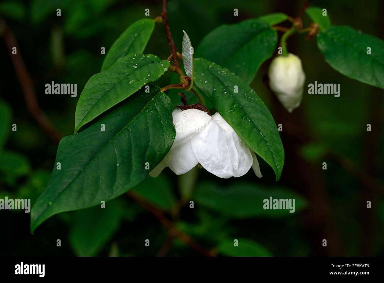 Magnolia wilsonii,Wilson magnolia,deciduous tree,white flowers ...