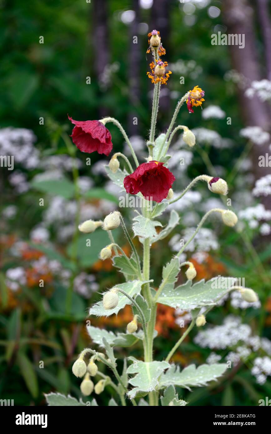 Meconopsis staintonii,red flowers,flowering,monocarpic,poppy,poppies ...