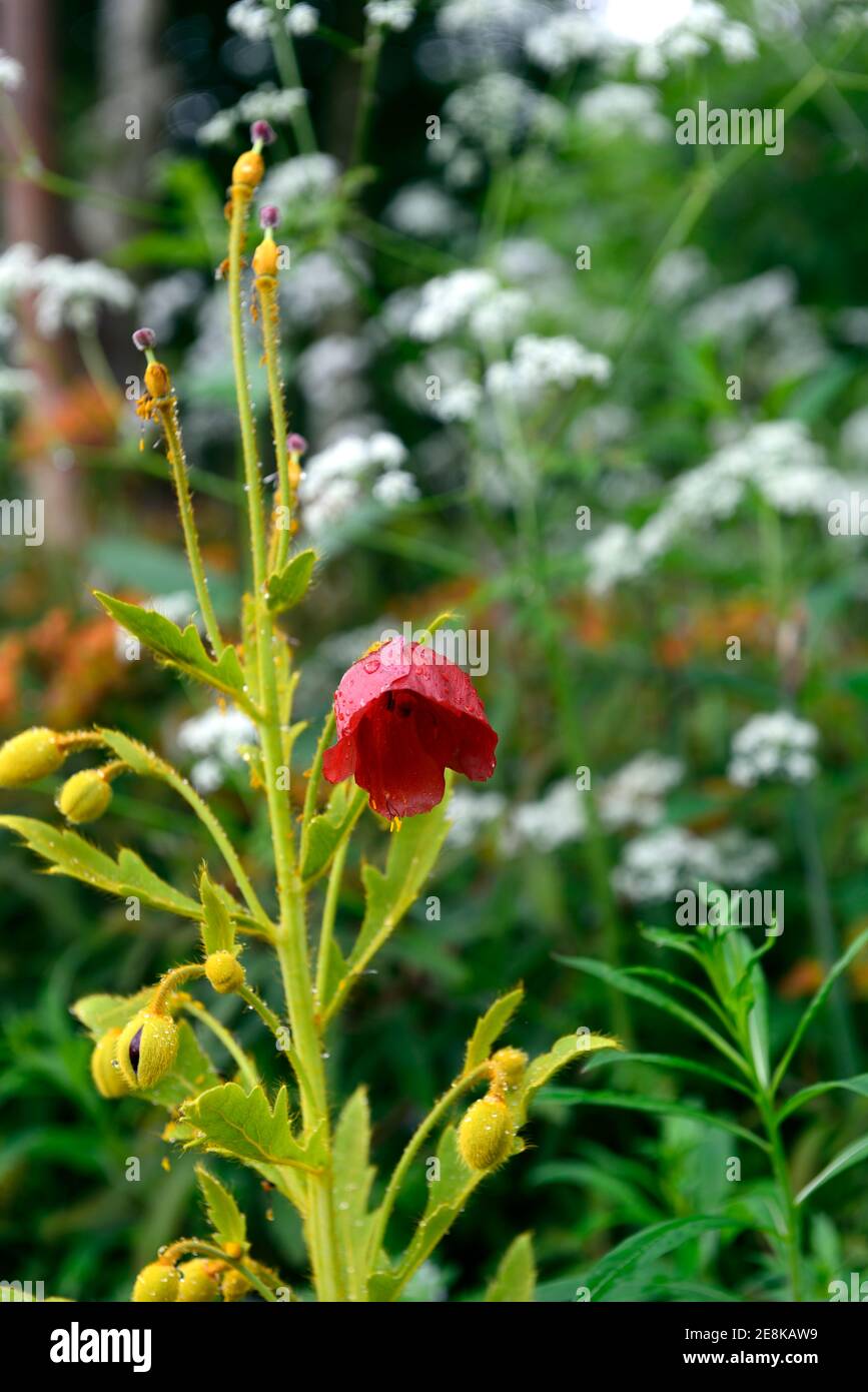 Meconopsis staintonii,red flowers,flowering,monocarpic,poppy,poppies ...