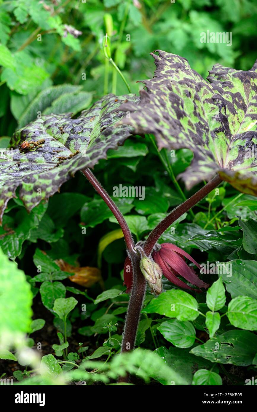 Podophyllum versipelle ‘spotty dotty’ hi-res stock photography and ...