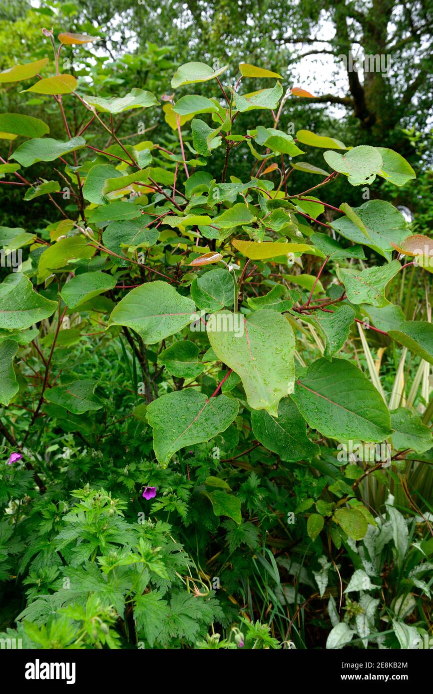 Populus glauca,tree,leaves,foliage,pollard,pollarded,coppice,coppiced ...