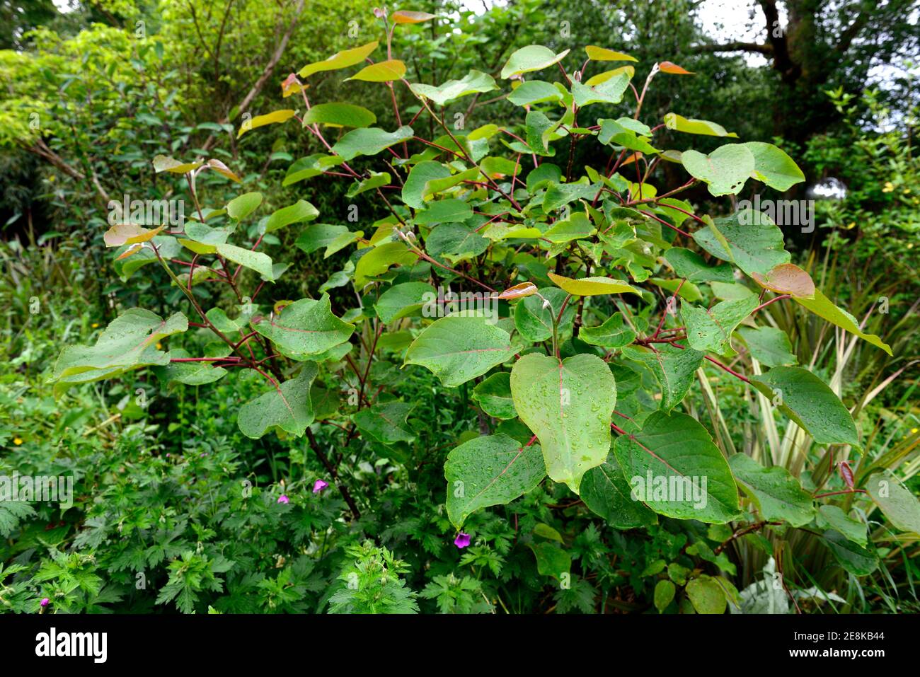 Pollarded shrub hi-res stock photography and images - Alamy