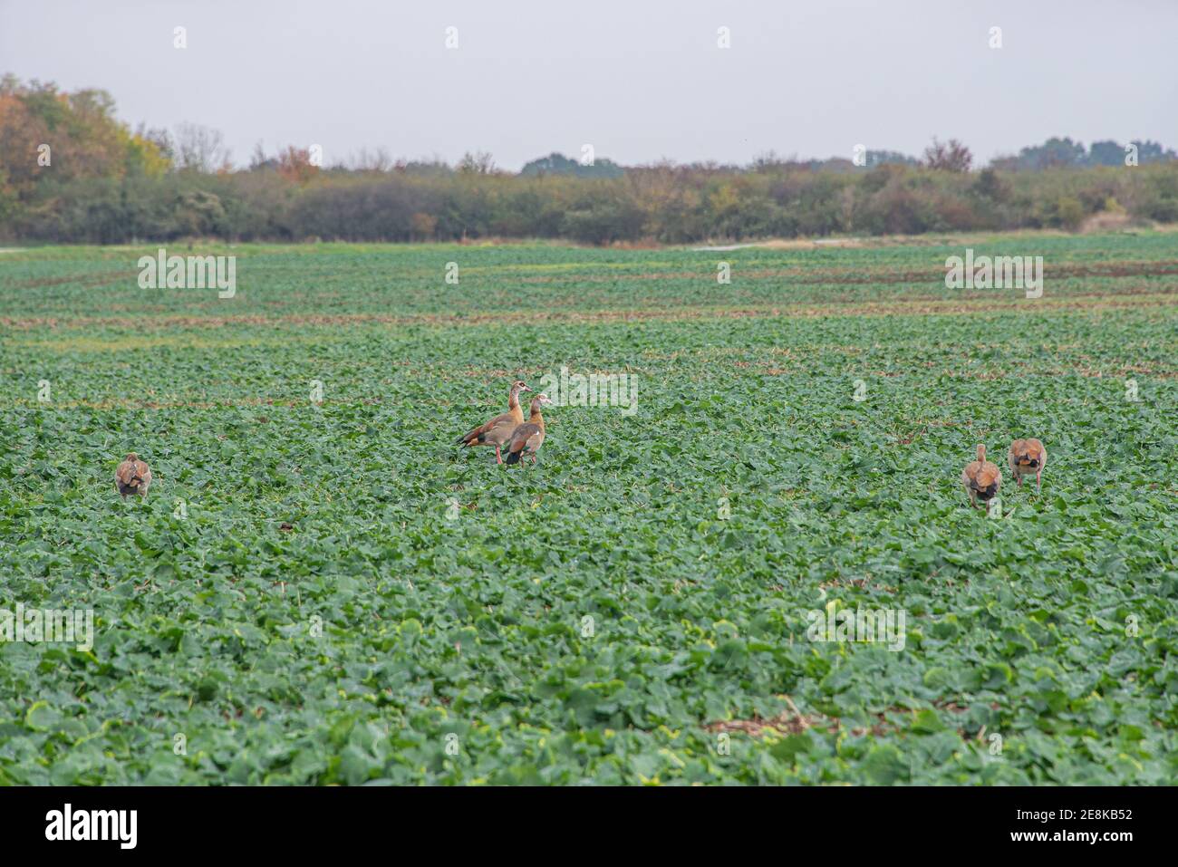 Exotic wild geese are feeding at farming field during migration Stock ...