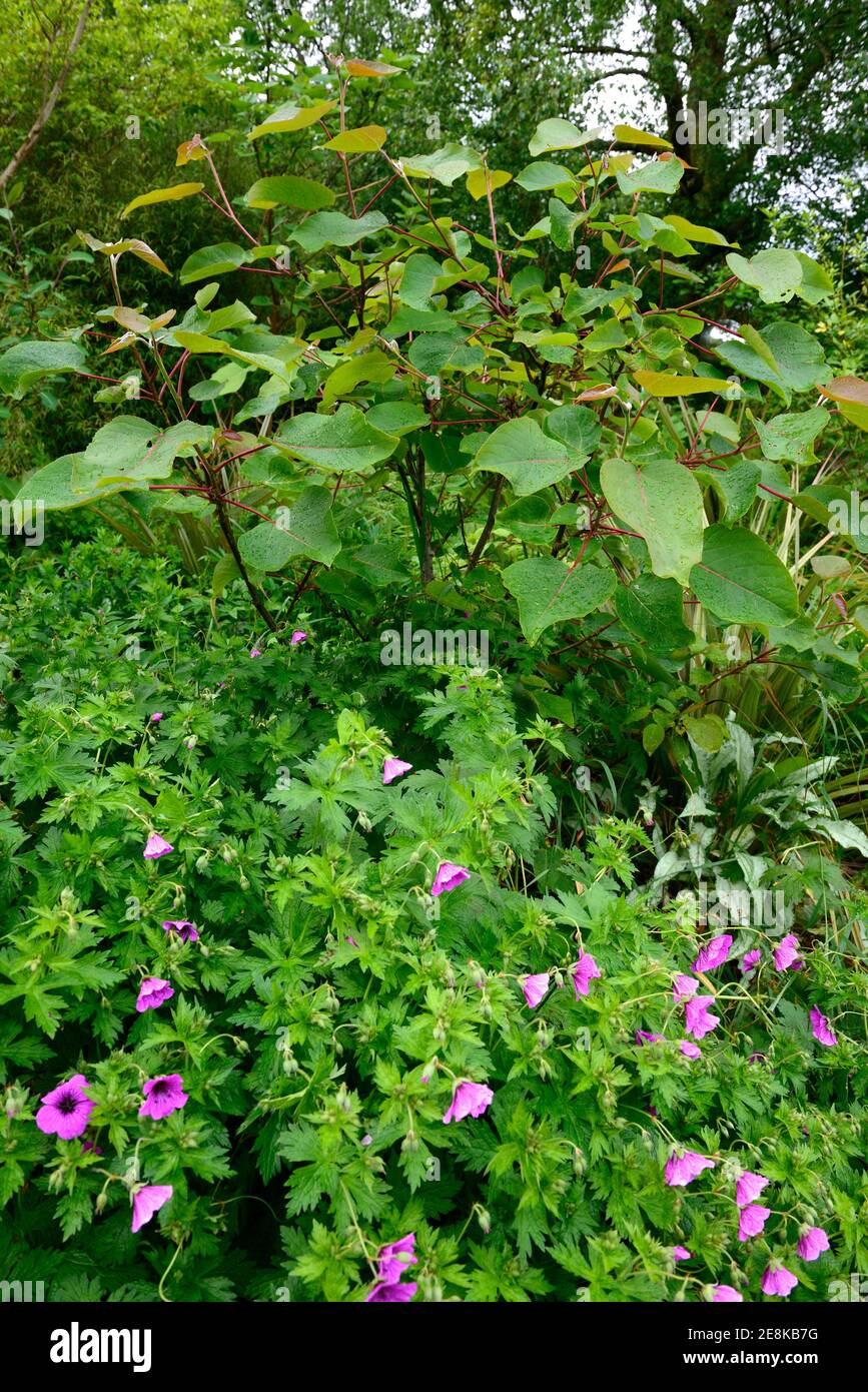 Pollard tree hi-res stock photography and images - Alamy