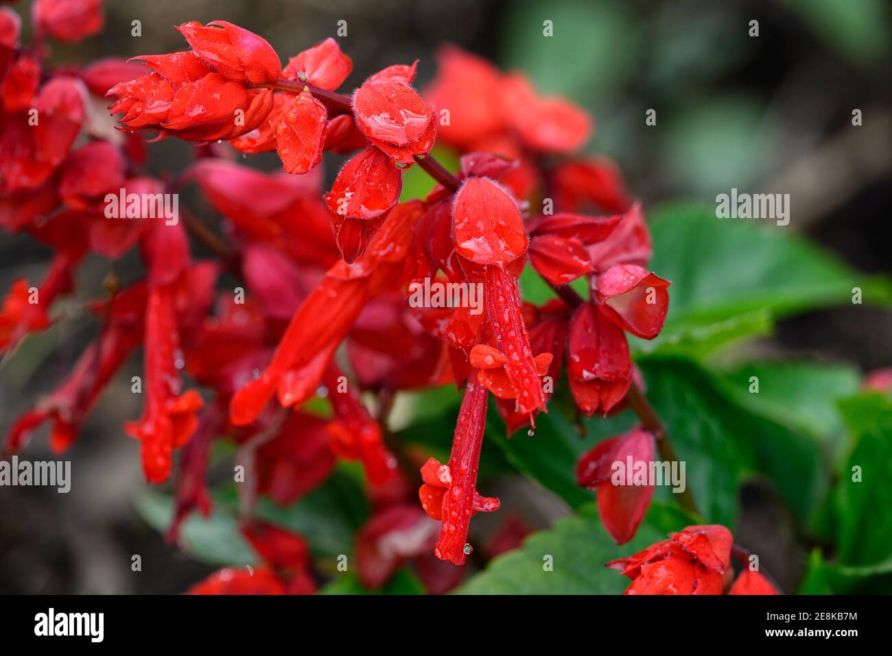 Salvia splendens Go-go Scarlet,Insalgosca,scarlet red flowers,flowering ...