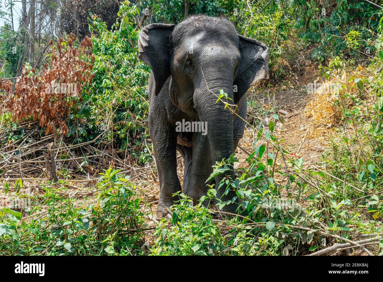Asian elephant scenery wild hi-res stock photography and images - Alamy