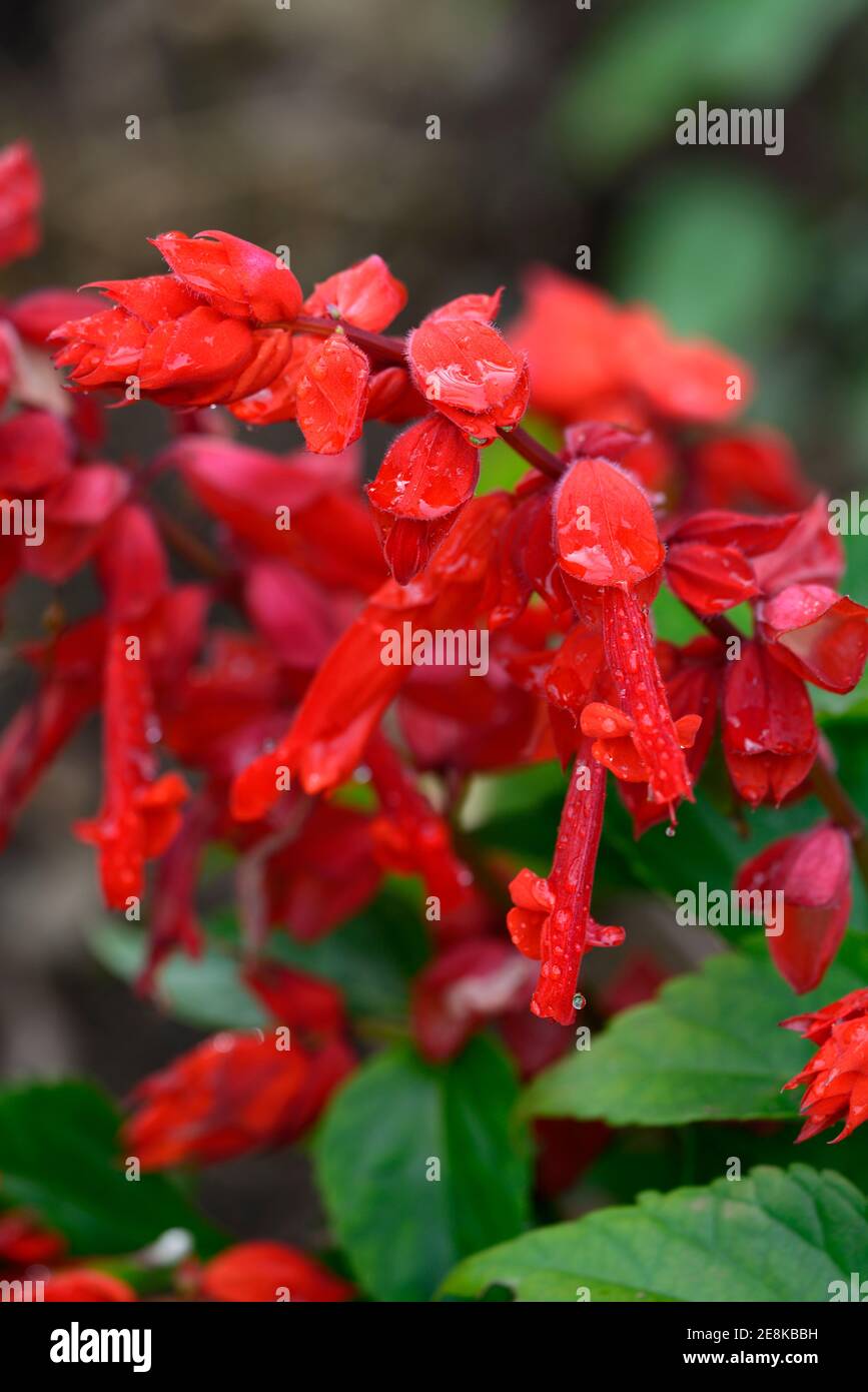 Scarlet sage salvia splendens hi-res stock photography and images - Alamy