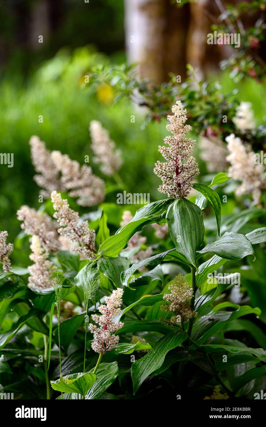Smilacina racemosa hi-res stock photography and images - Alamy