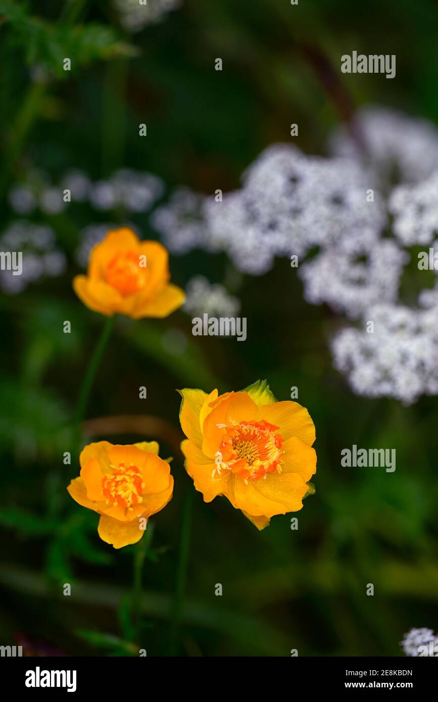 Trollius cultorum hi-res stock photography and images - Alamy