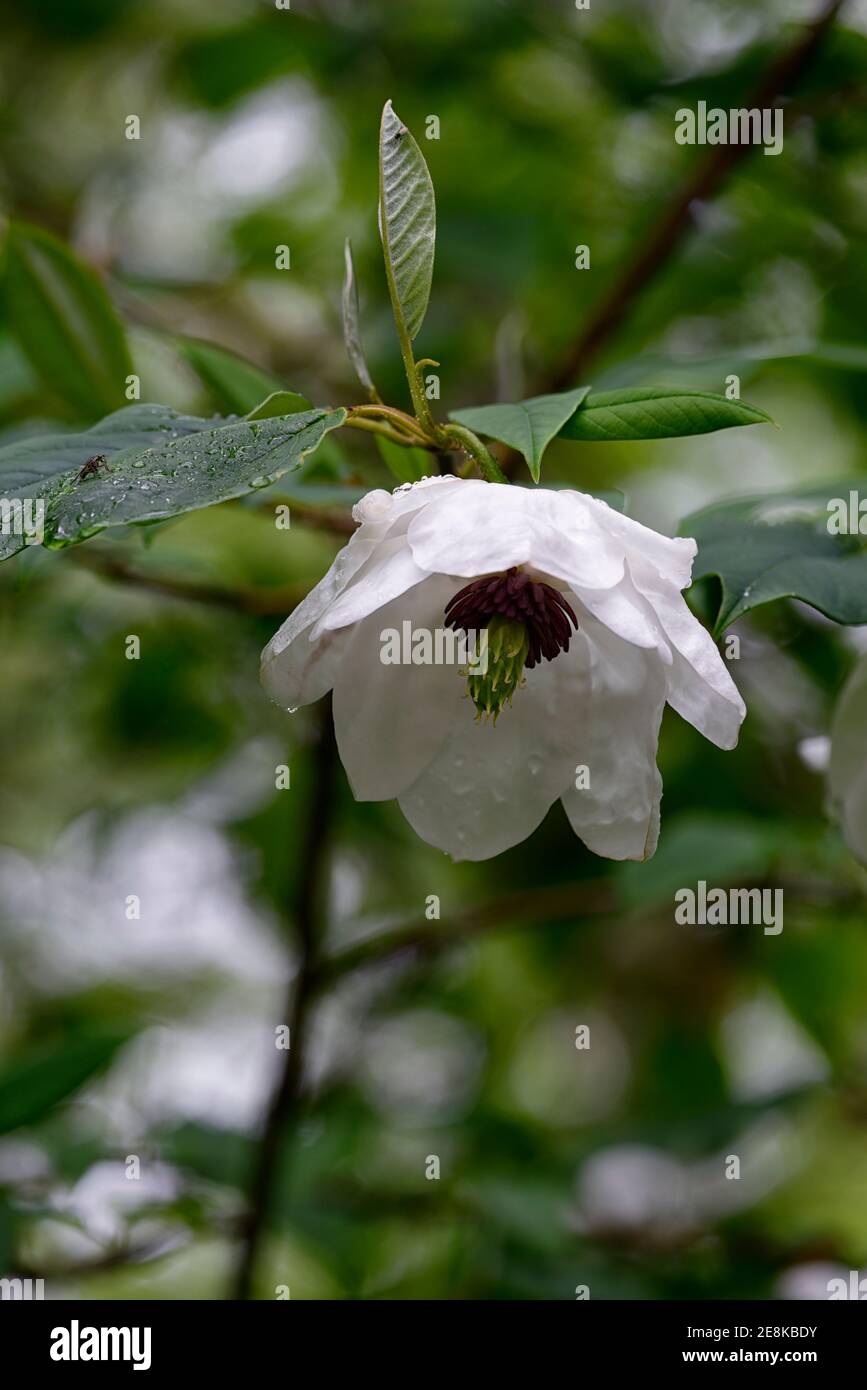 Deciduous garden tree hi-res stock photography and images - Alamy