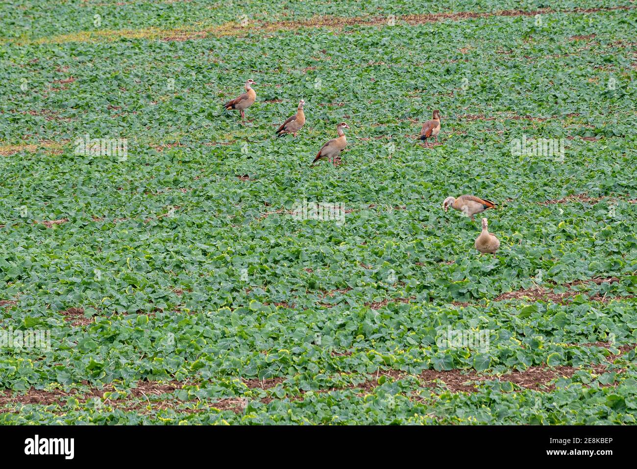 Exotic wild geese are feeding at farming field during migration Stock ...