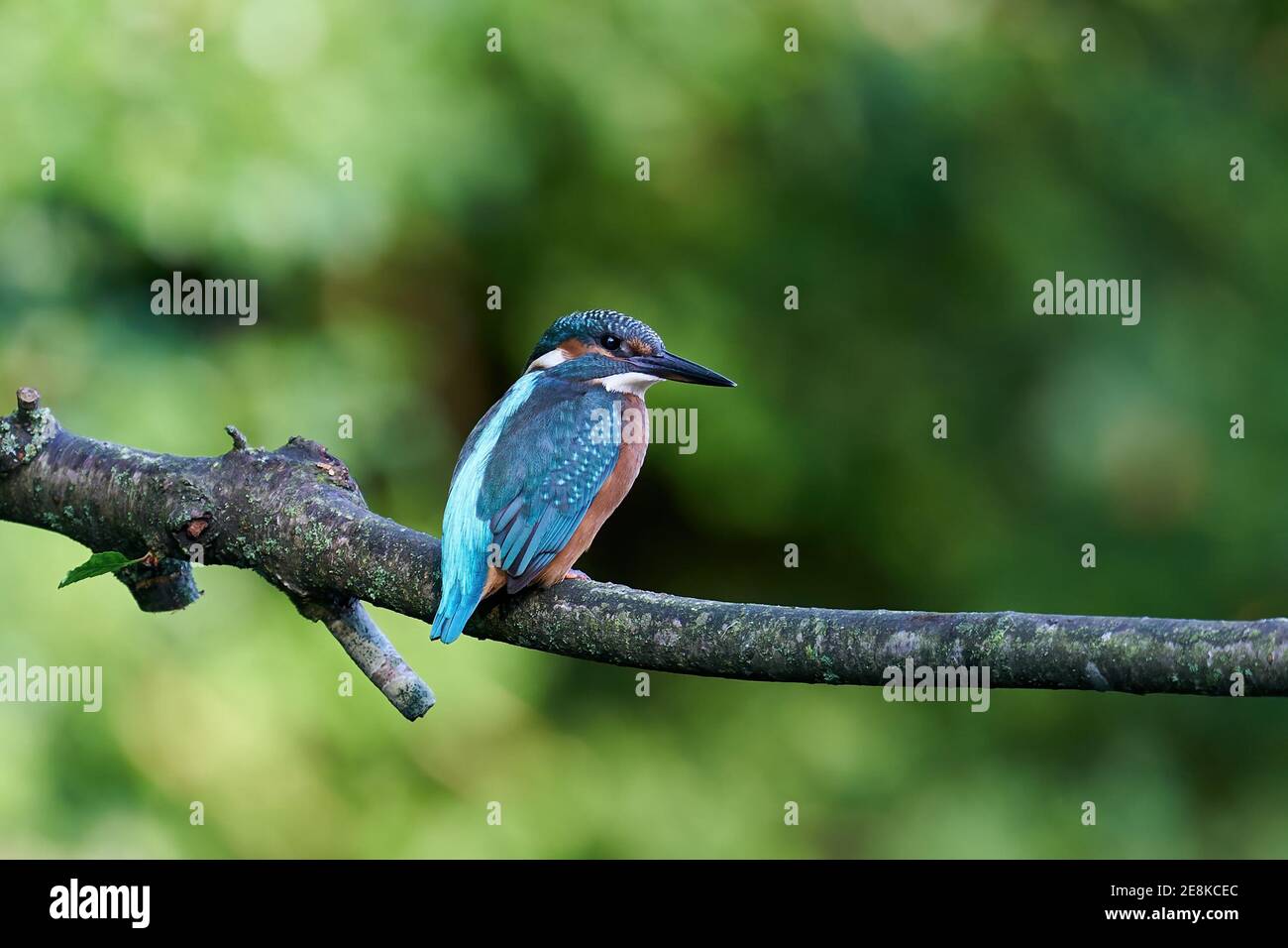 Common kingfisher in its natural enviroment in Denmark Stock Photo - Alamy