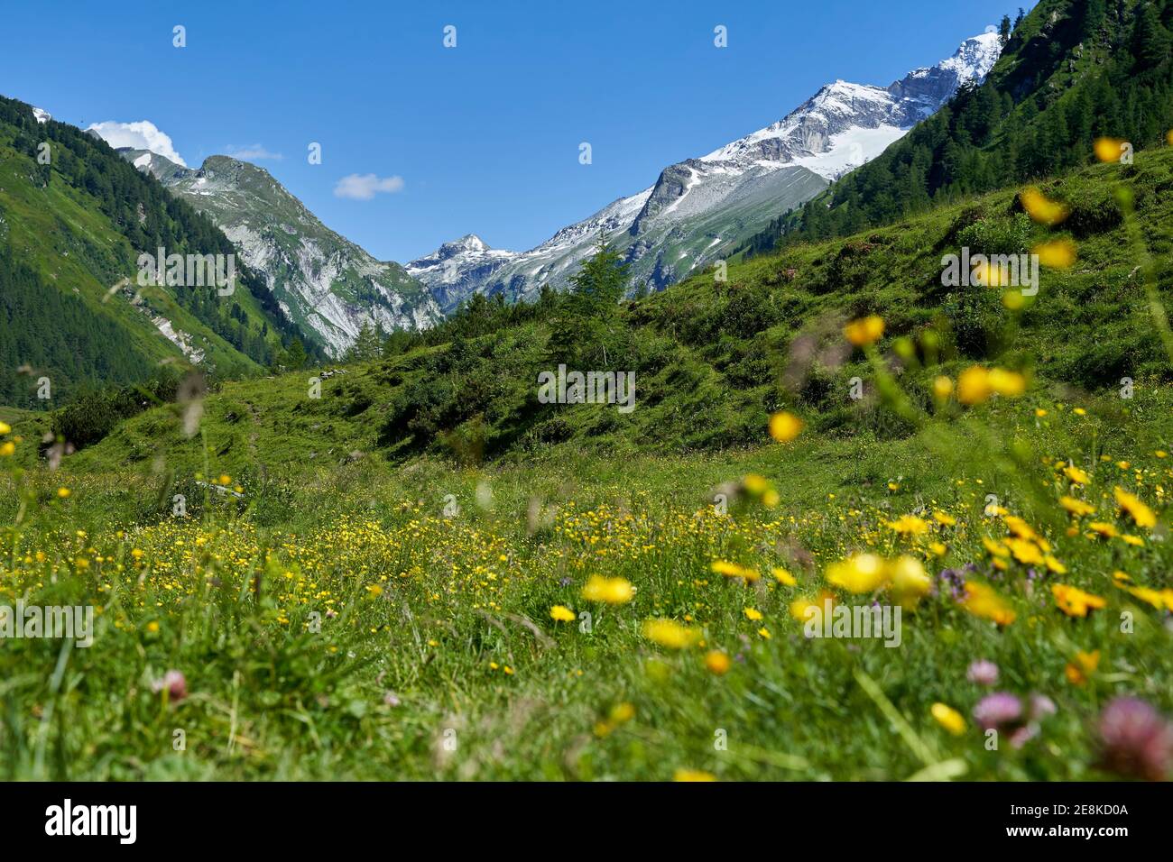 alpine landscape with flowers blooming in idyllic fields and mountain ...