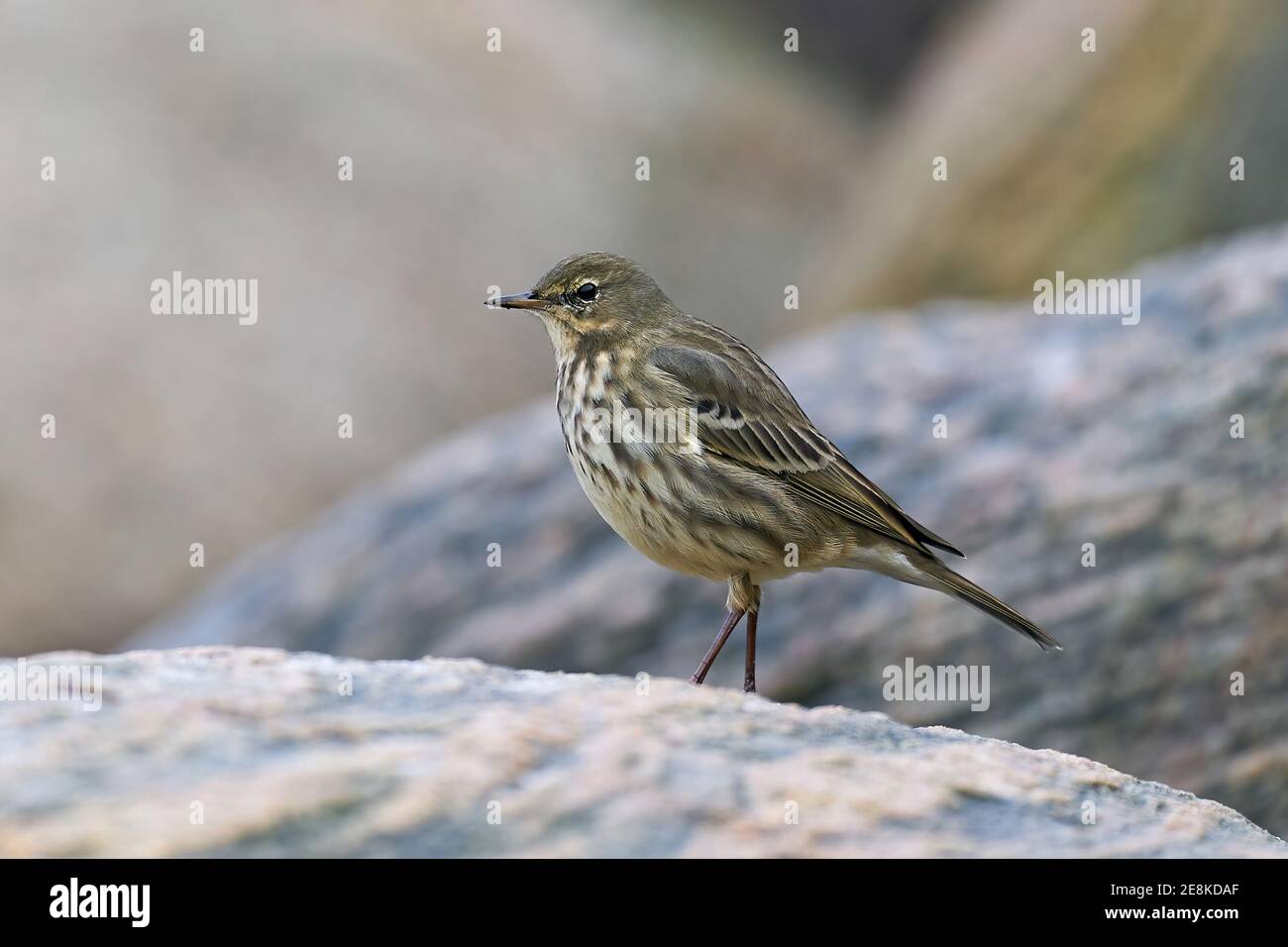 Eurasian rock pipit in its natural enviroment in Denmark Stock Photo ...