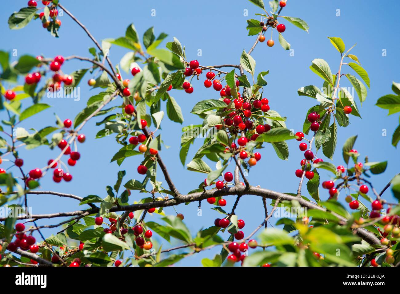 Cherry on the branch grows, ripened red cherry Stock Photo - Alamy