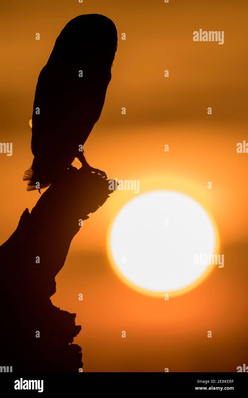 Animal wild bird owl barn sunset hi-res stock photography and images ...