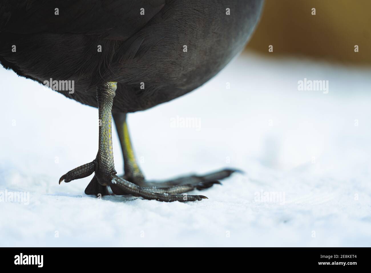 Birds legs hi-res stock photography and images - Alamy