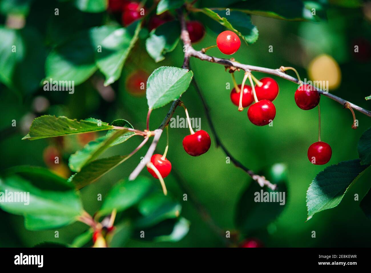 Cherry on the branch grows, ripened red cherry Stock Photo - Alamy