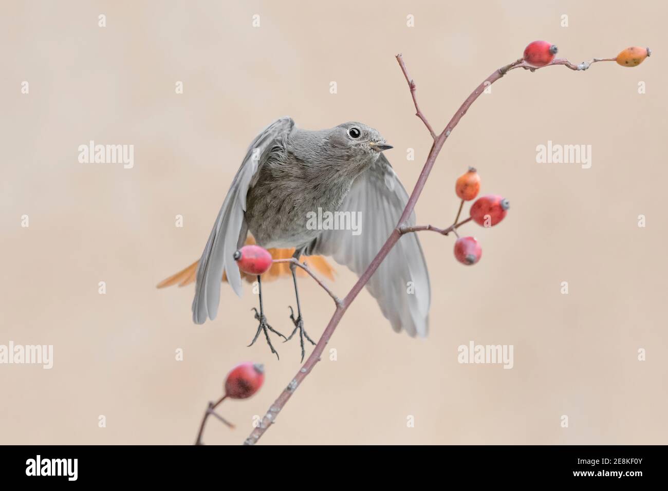 Fine art portrait of Black redstart in flight near dog rose ...