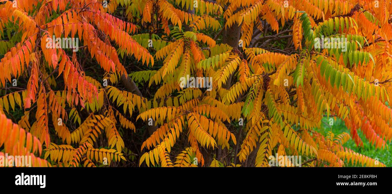 Temperate broadleaf and mixed forest hi-res stock photography and ...