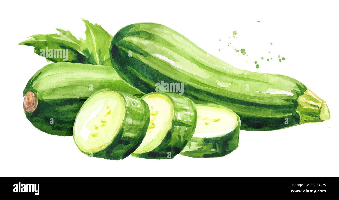 Green zucchini. Hand drawn watercolor illustration, isolated on white ...