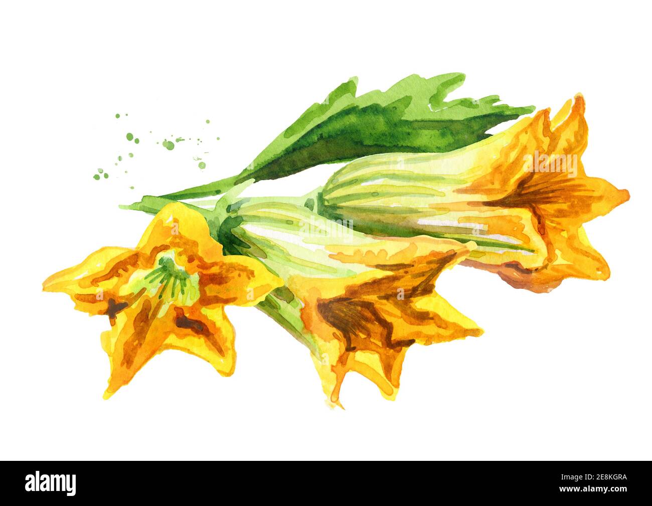 Zucchini flowers. Hand drawn watercolor illustration, isolated on white ...