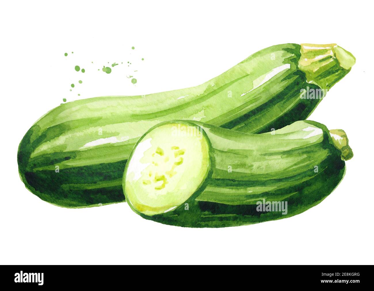 Green zucchini vegetable. Hand drawn watercolor illustration, isolated ...