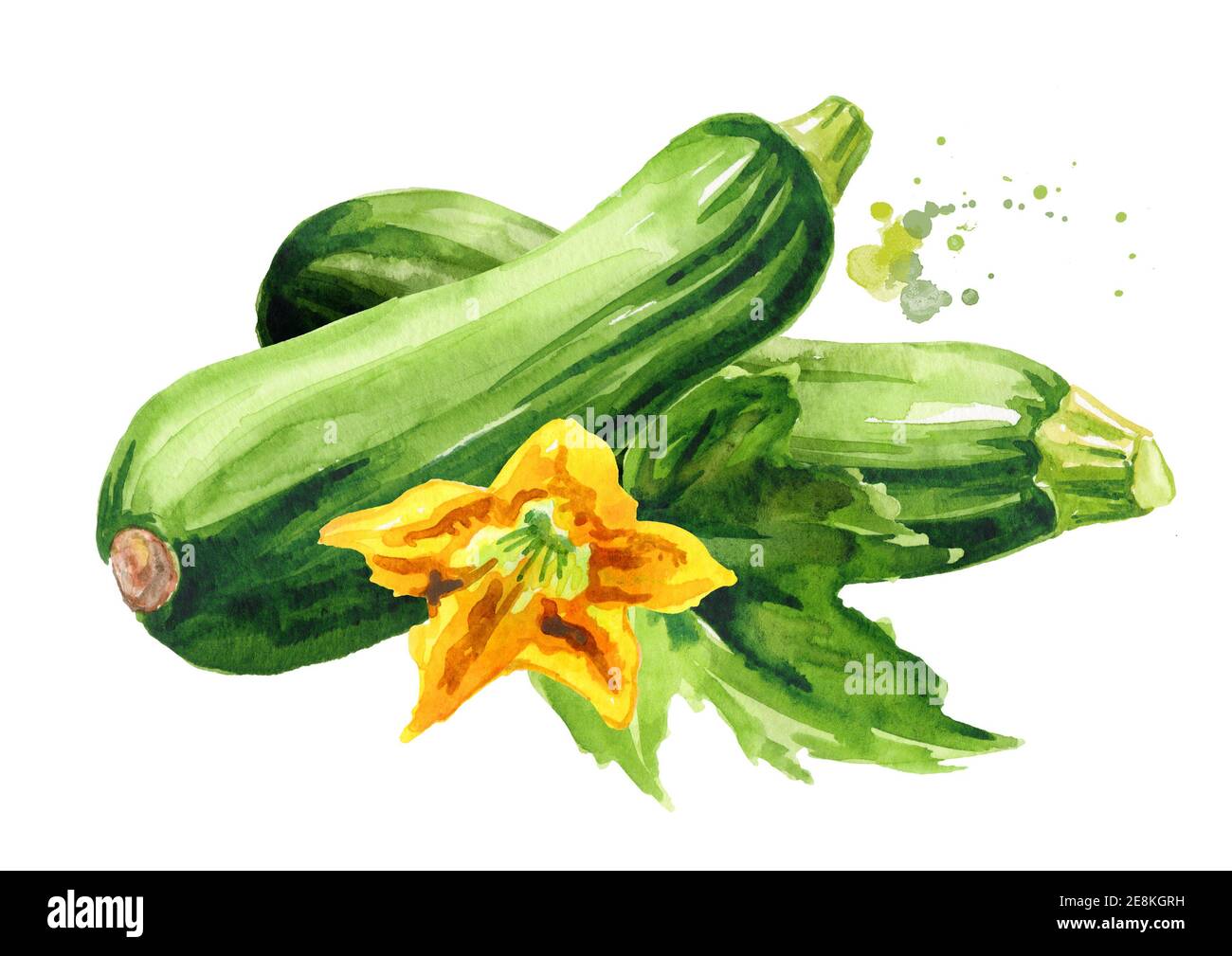 Green zucchini vegetables with leaf and flower. Hand drawn watercolor ...