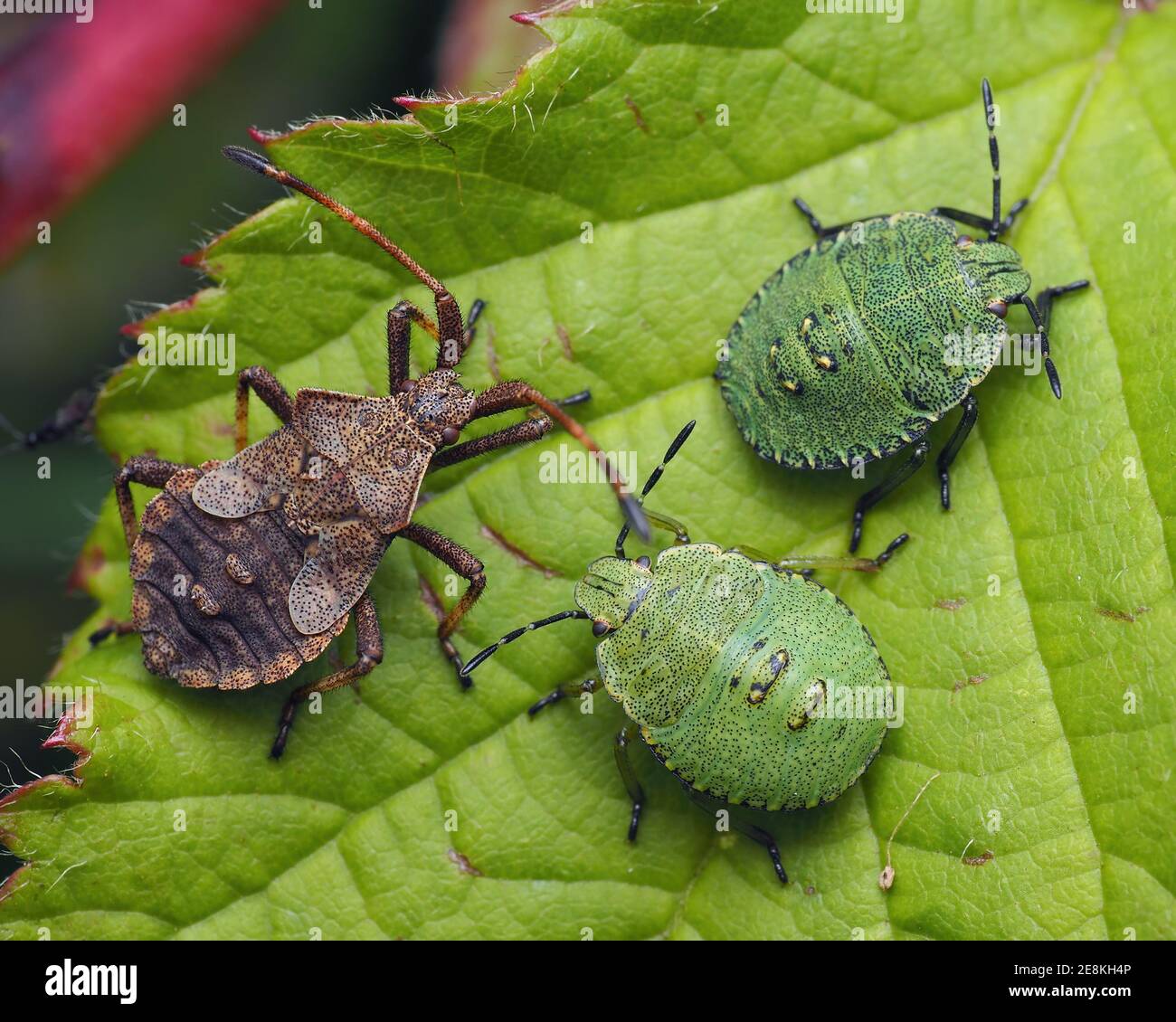 Dock Bug nymph and two Green Shieldbug nymphs at rest on bramble leaf ...