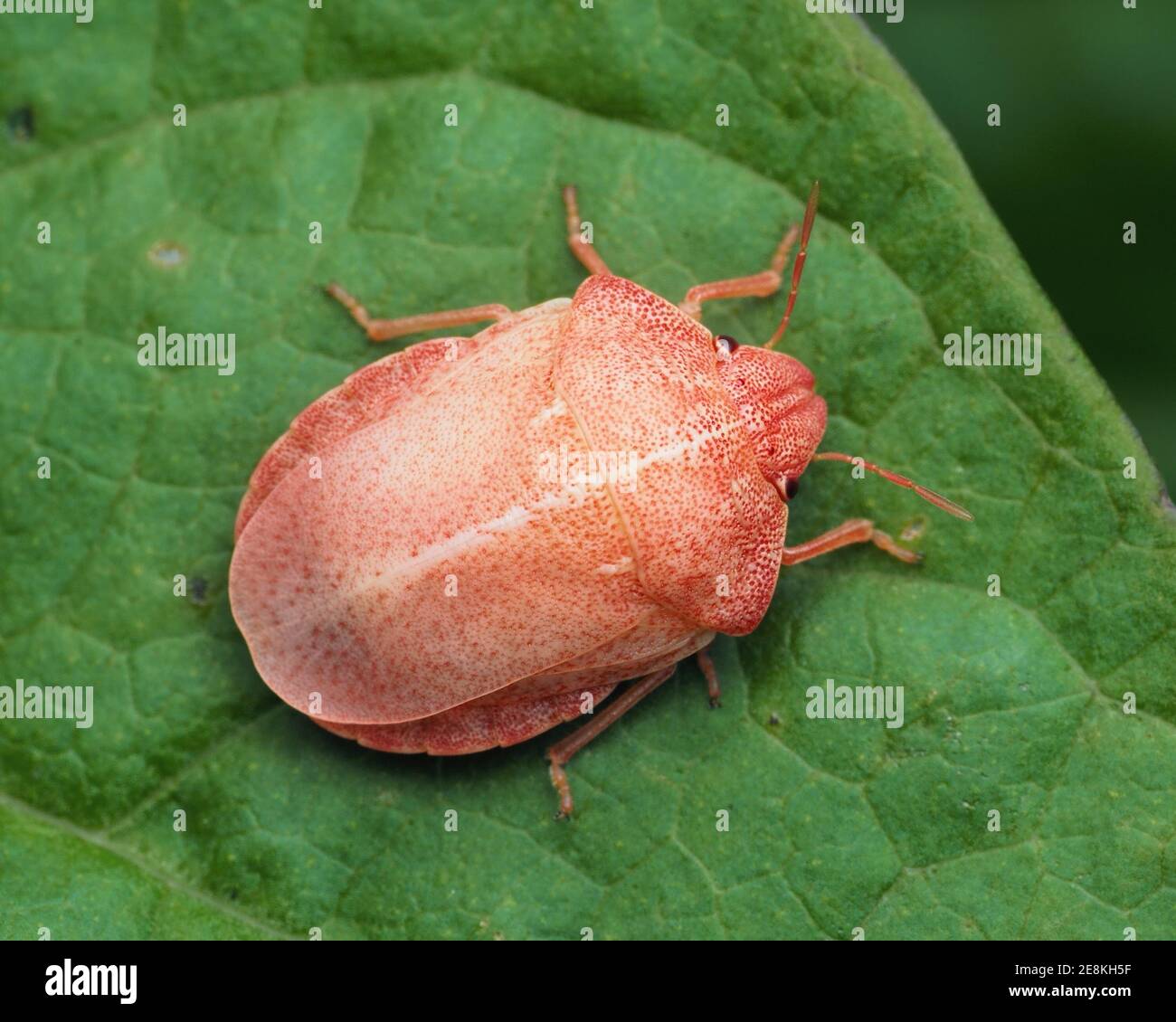 Teneral tortoise shieldbug hi-res stock photography and images - Alamy