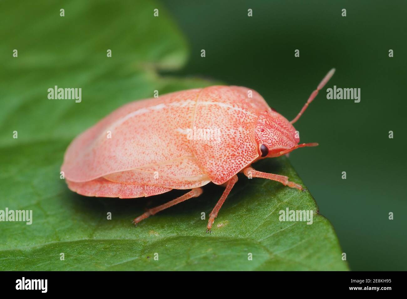 Teneral Tortoise Shieldbug (Eurygaster testudinaria) at rest on plant ...