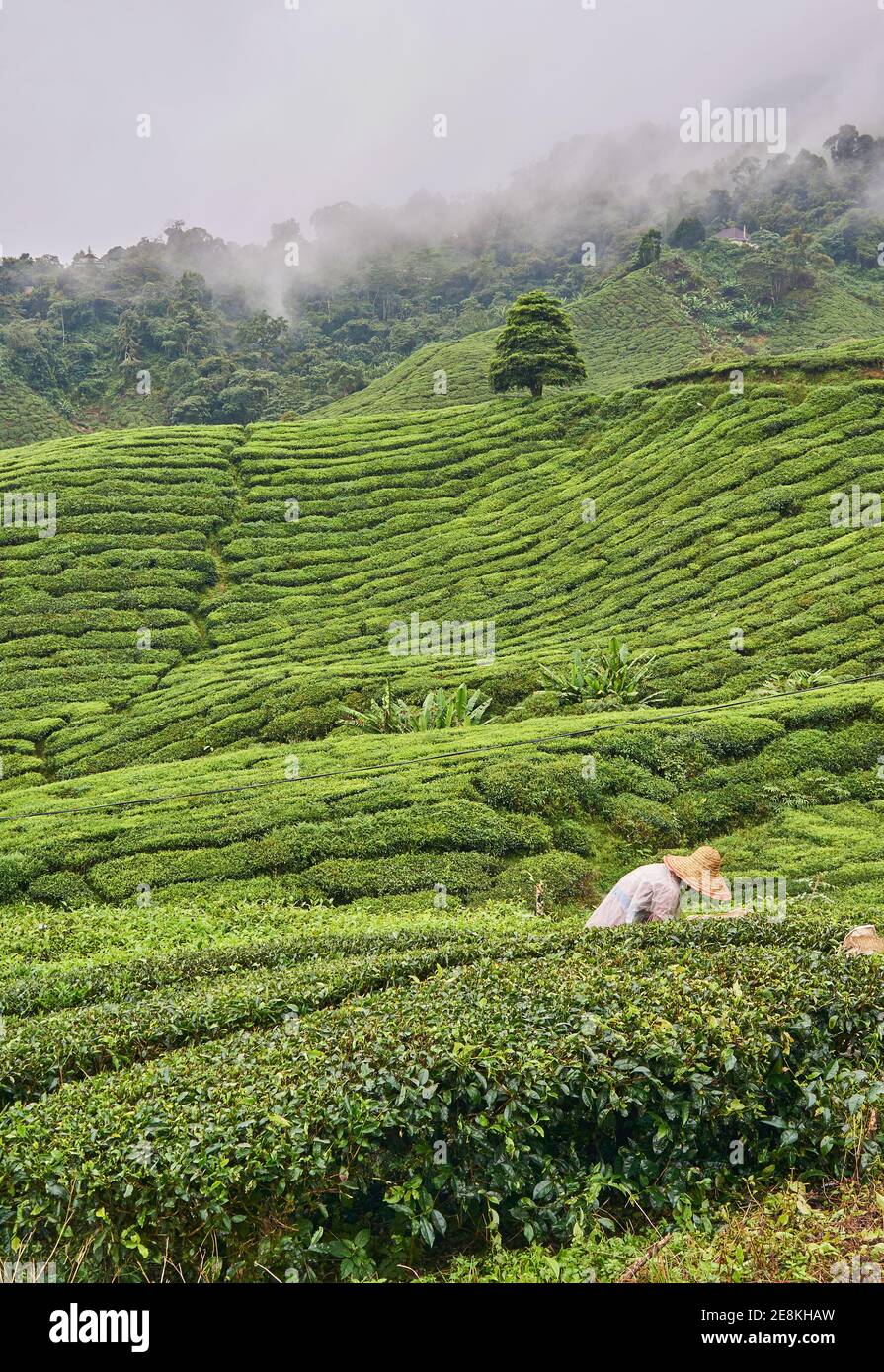 Tea Plantage in Cameron Highlands Stock Photo - Alamy