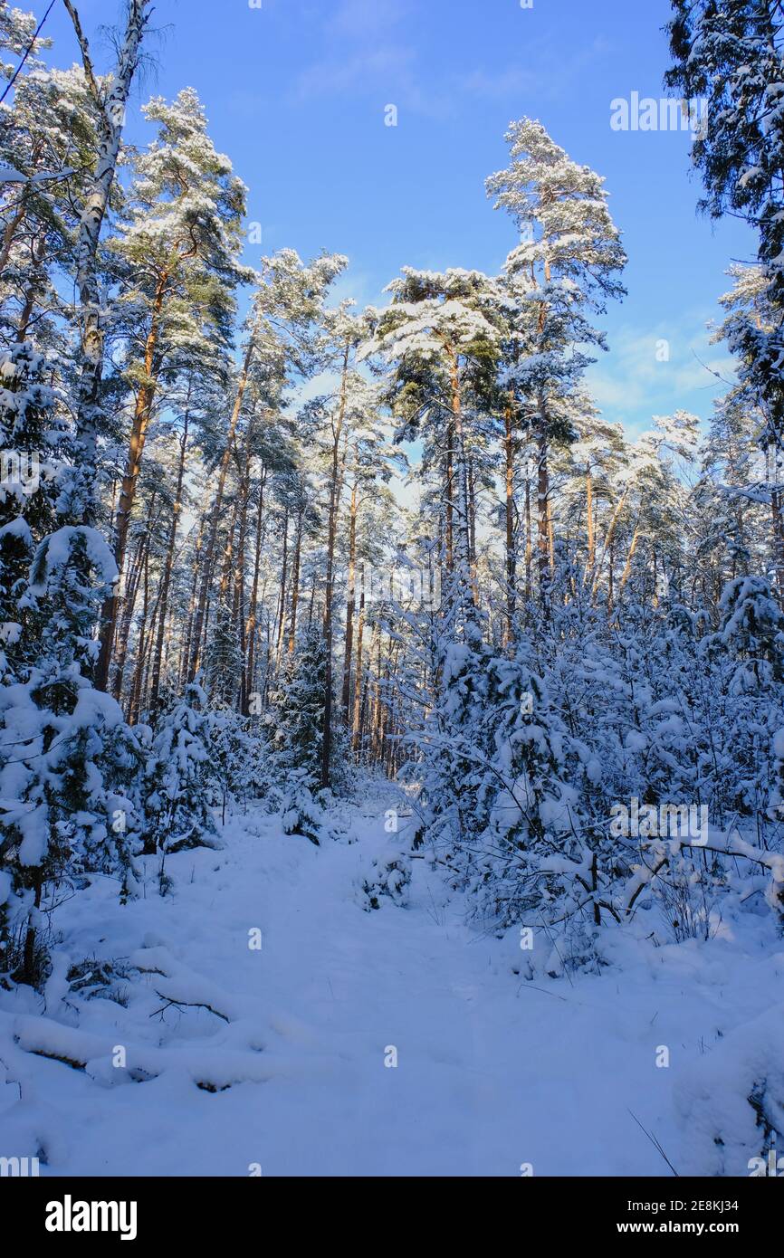 Pine trees covered with snow against the background of a blue sky ...