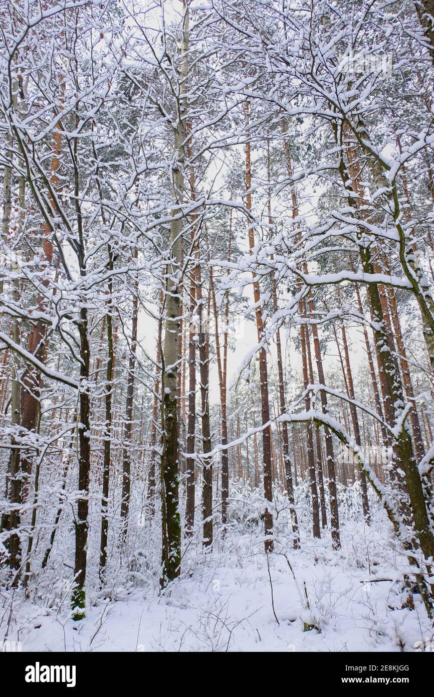 Poland winter forest hi-res stock photography and images - Alamy