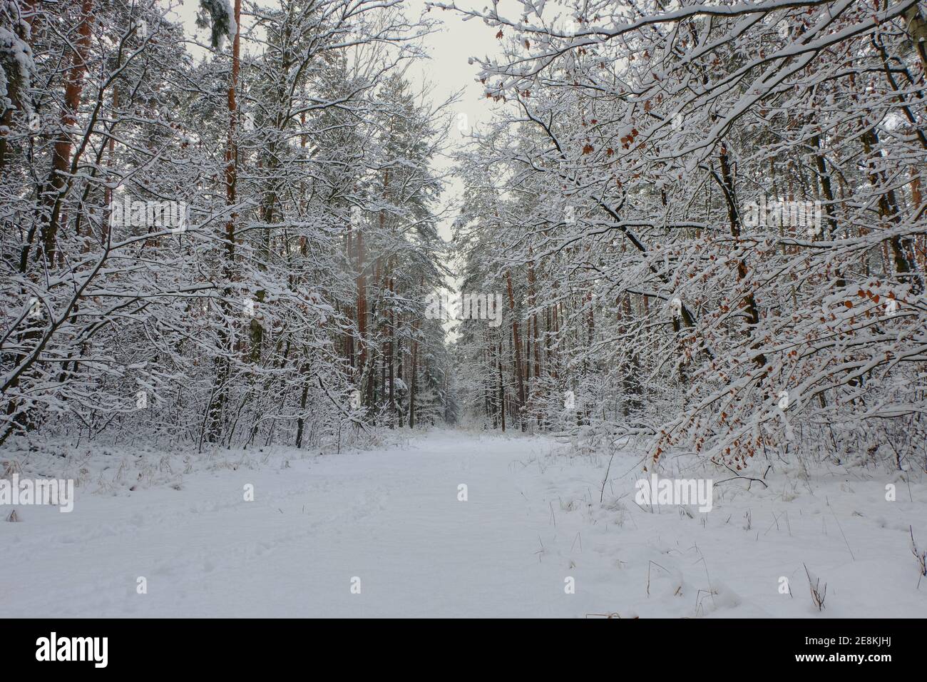 Winter in the forest, Poland Winter. Forest in the snow Stock Photo - Alamy