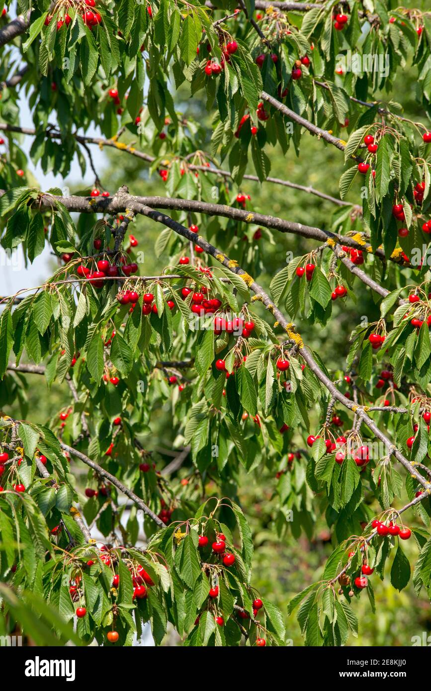 Cherry on the branch grows, ripened red cherry Stock Photo - Alamy