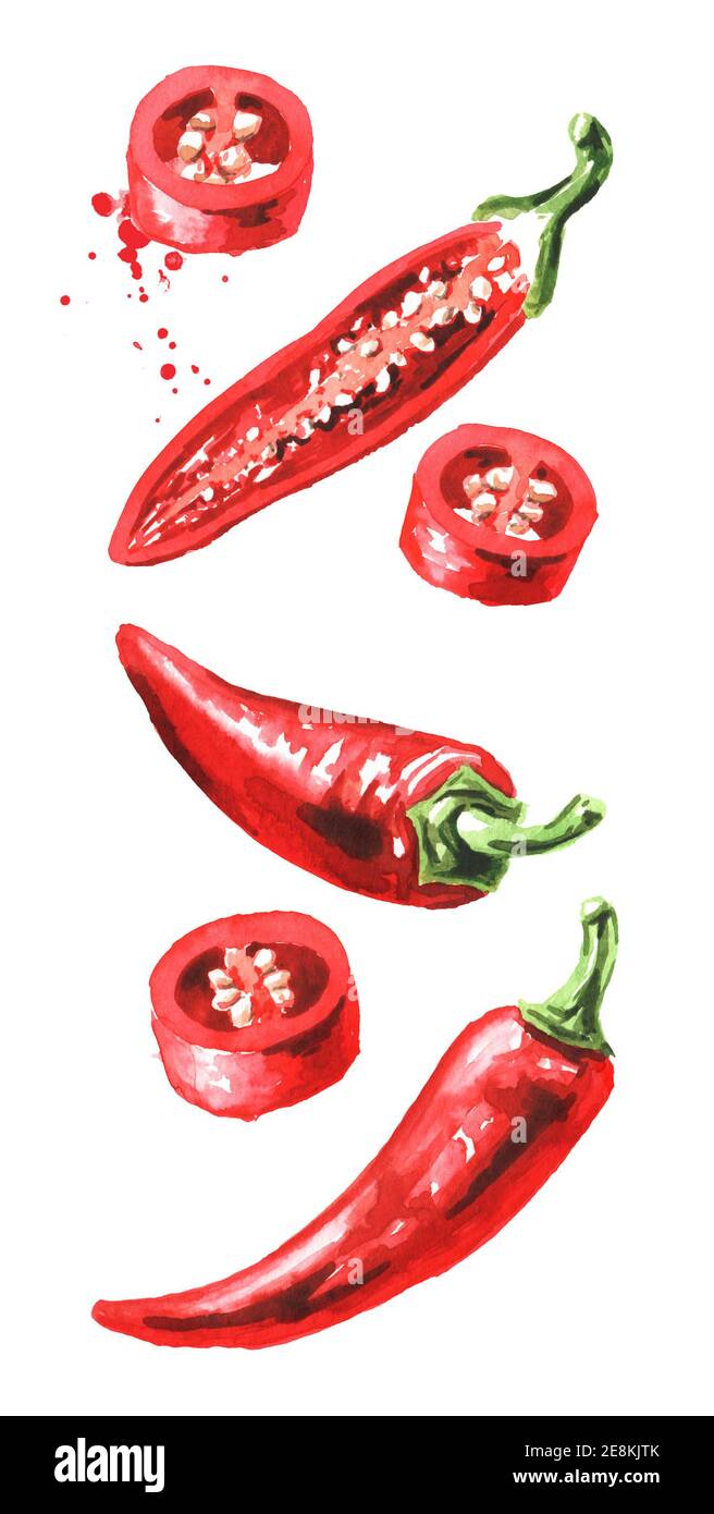 Falling red hot chili pepper. Hand drawn watercolor illustration ...