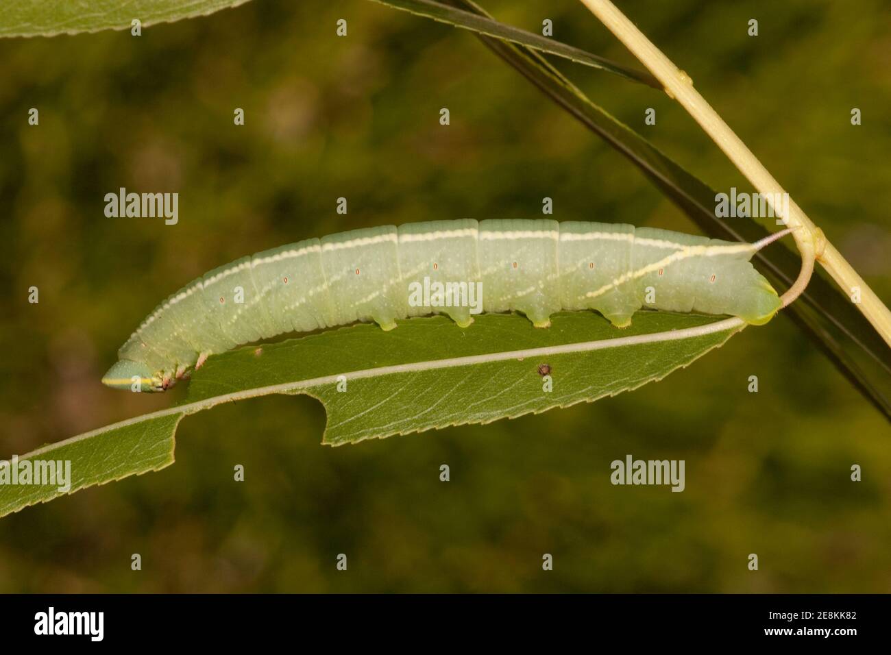 Sphinx Moth larva, Smerinthus saliceti, Sphingidae. Length 55 mm ...