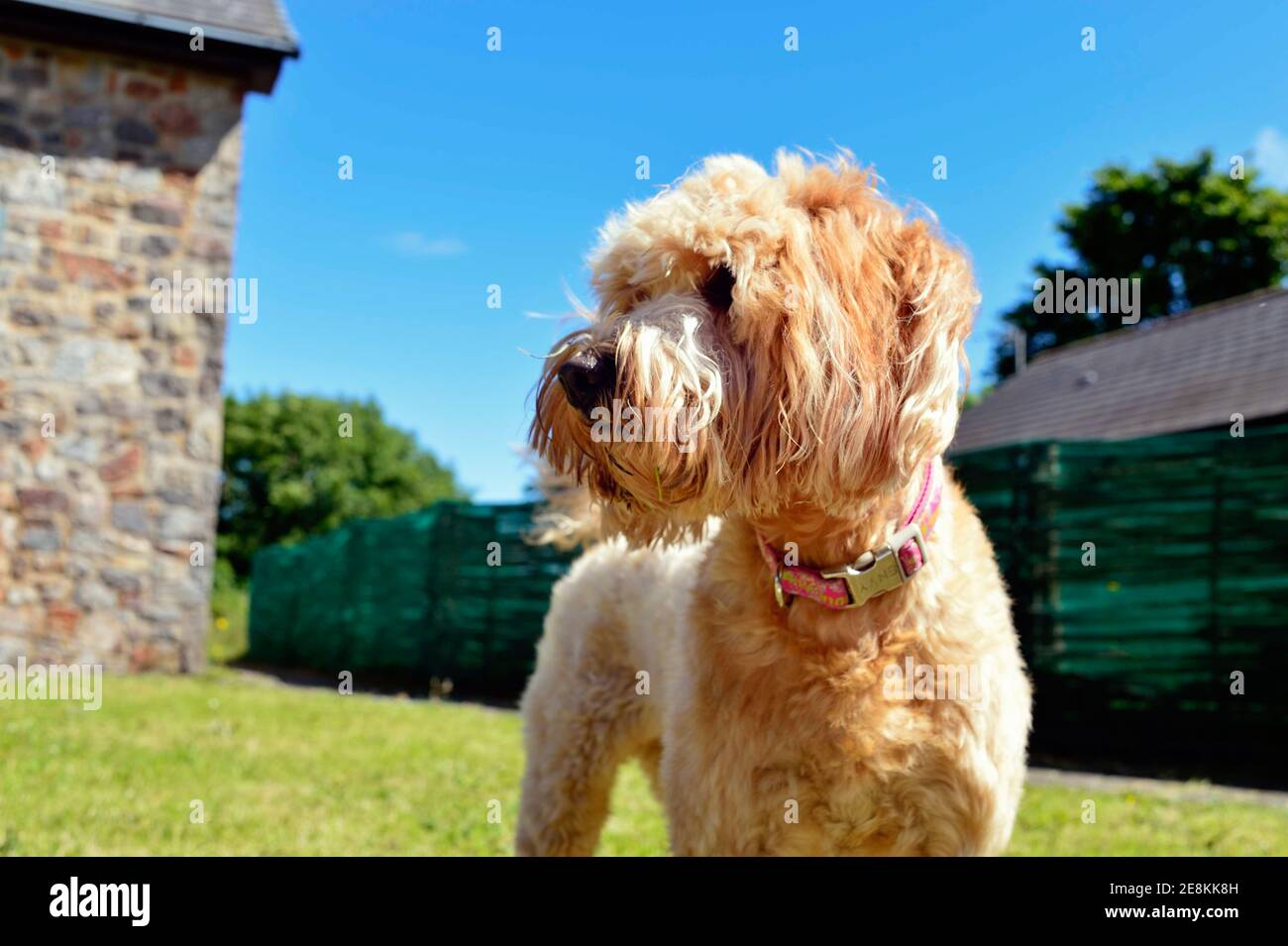 Labradoodle dog pet hi-res stock photography and images - Alamy