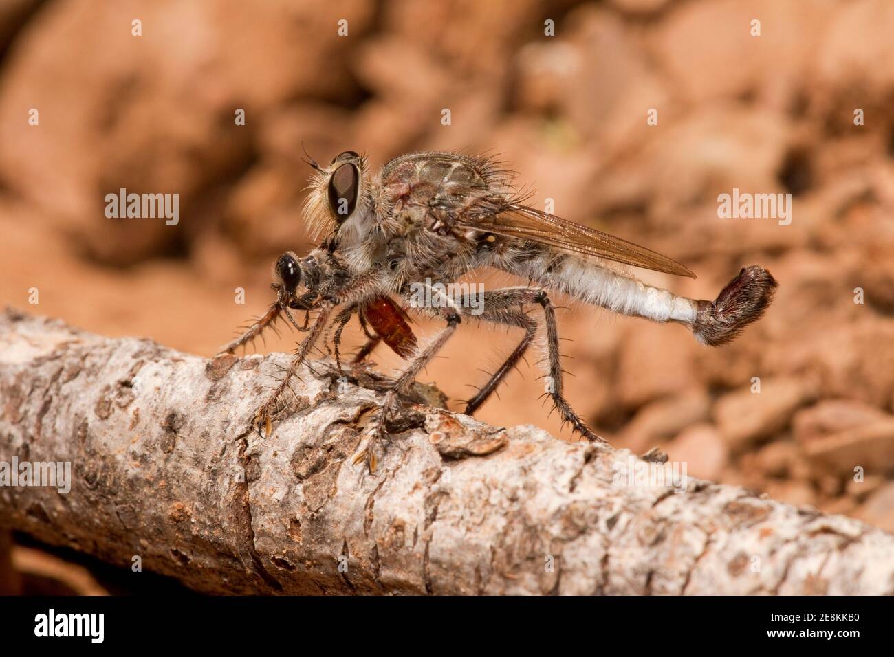 Predator wasp hi-res stock photography and images - Alamy