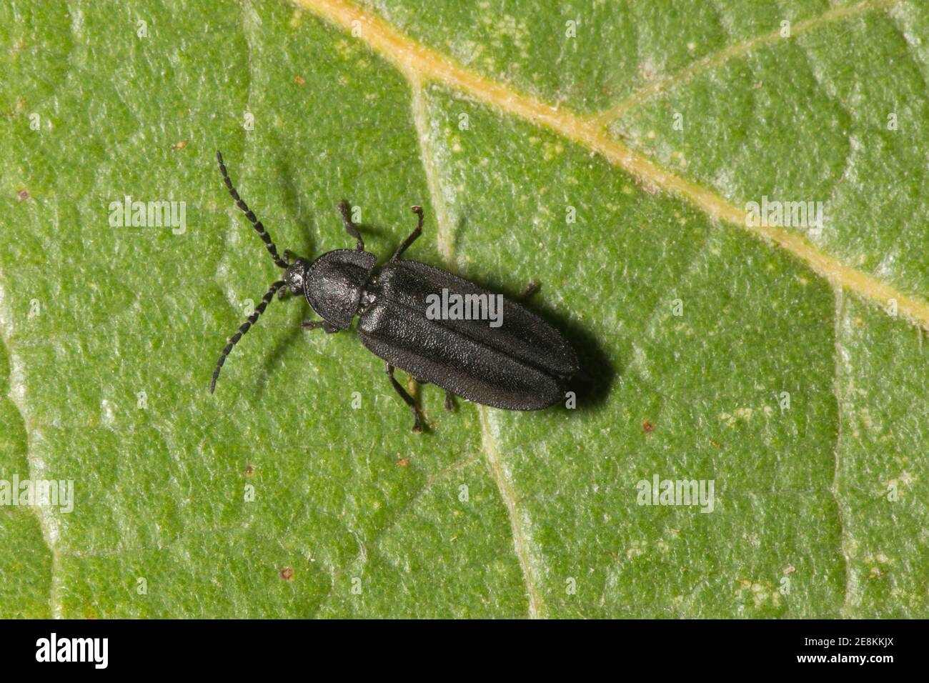 Firefly Beetle, Ellychnia simplex, Lampyridae Stock Photo - Alamy