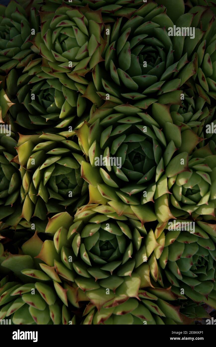 Growth common houseleek flowers hi-res stock photography and images - Alamy